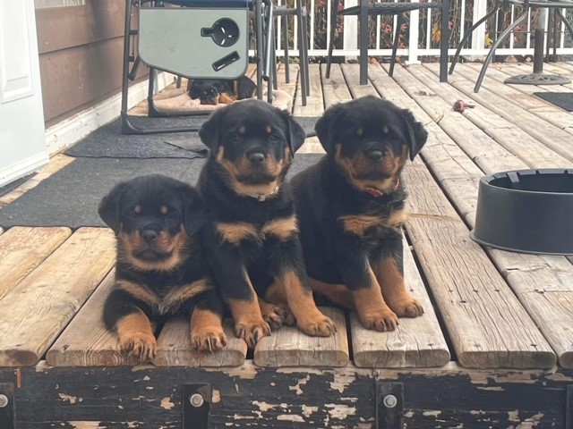 Rottweiler Stoney Plains Rottweilers Manitoba